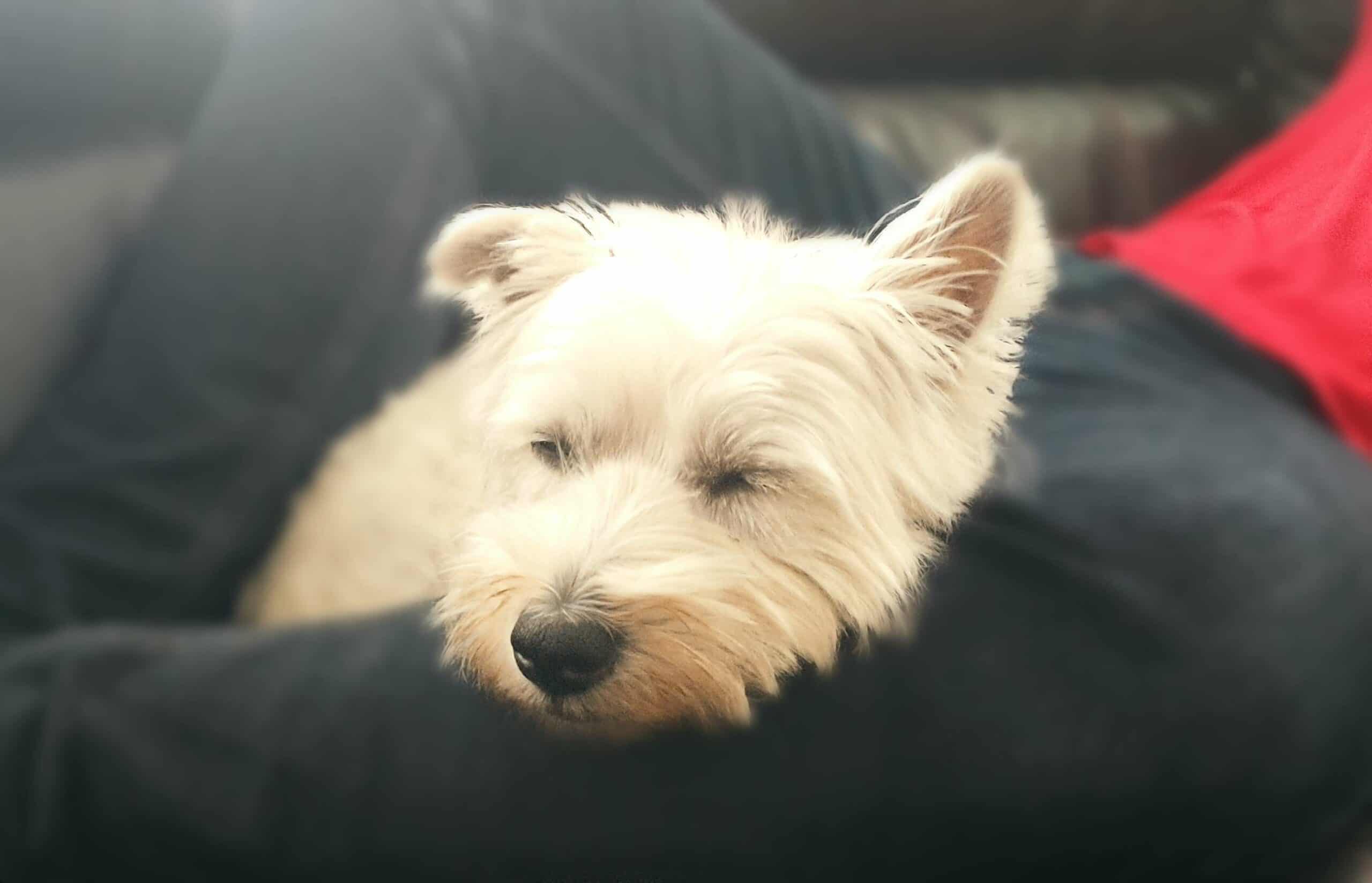 Discover the Westie: Your Ultimate Guide to This Loving Breed!