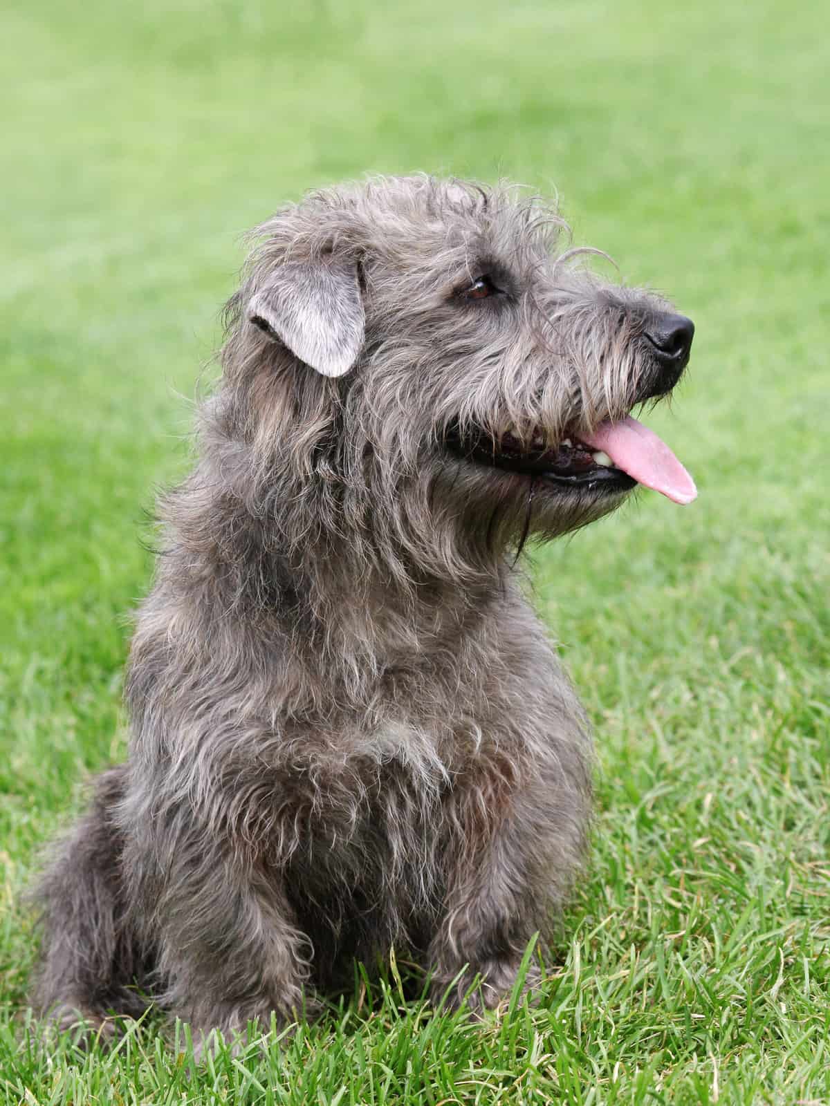 Home Page [smallterrier.com]